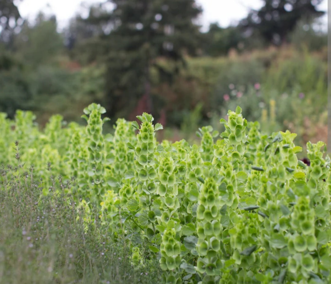 Plant Guide: Bells of Ireland – Blooming Patches Farm