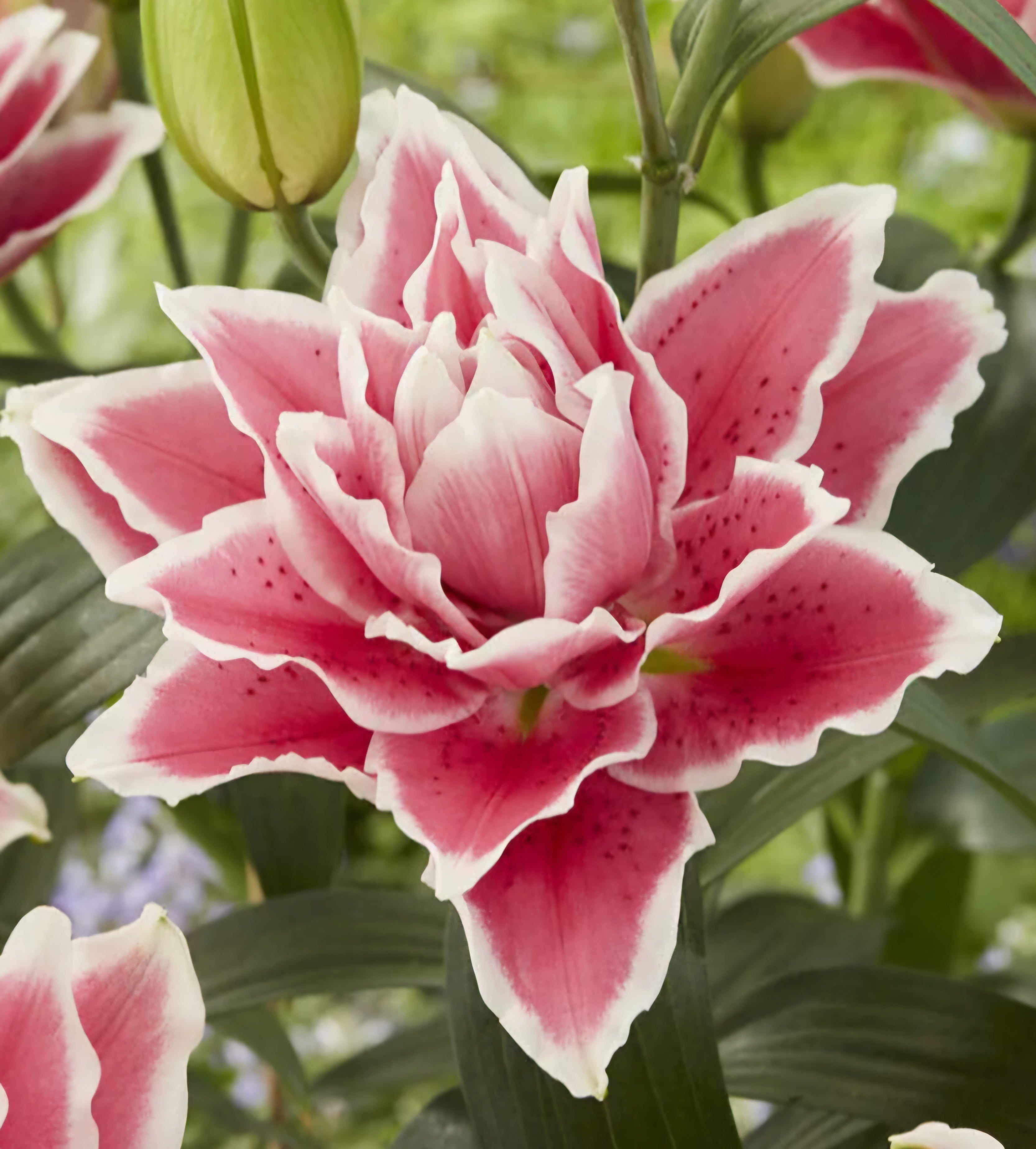 Plant Guide: Rose Lily – Blooming Patches Farm