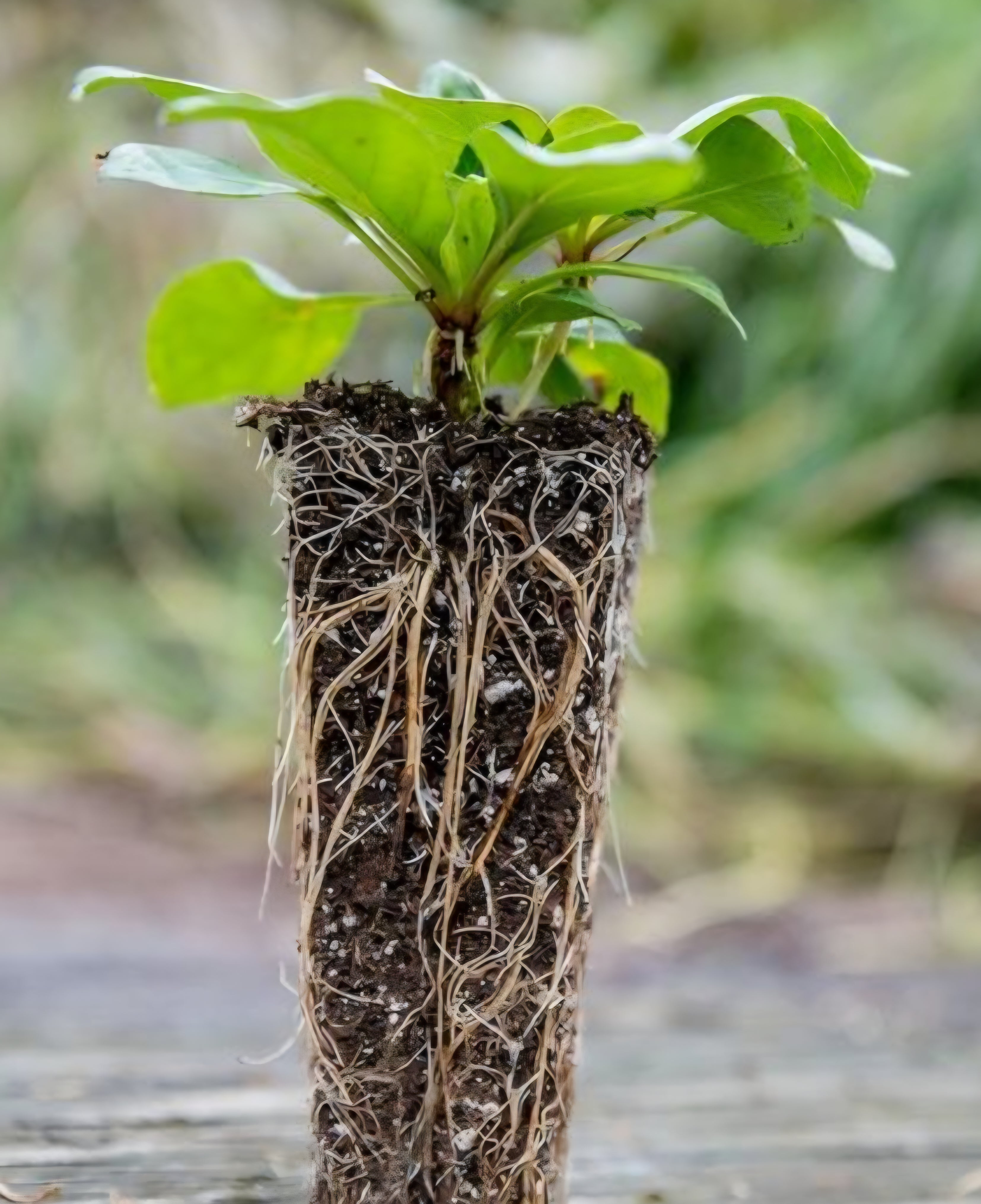 What To Expect When Ordering Mail Order Plugs – Blooming Patches Farm