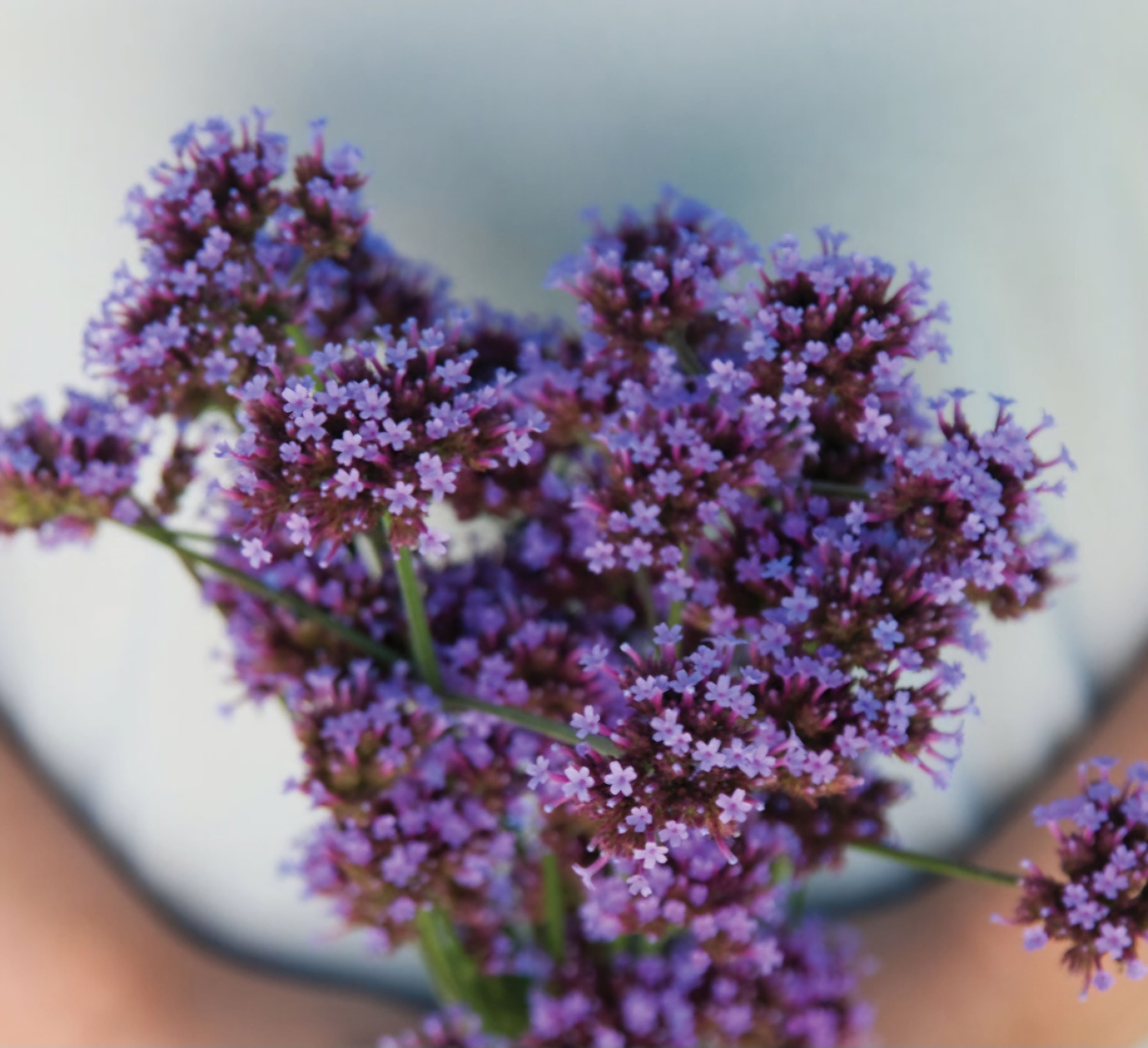 Plant Guides – Blooming Patches Farm