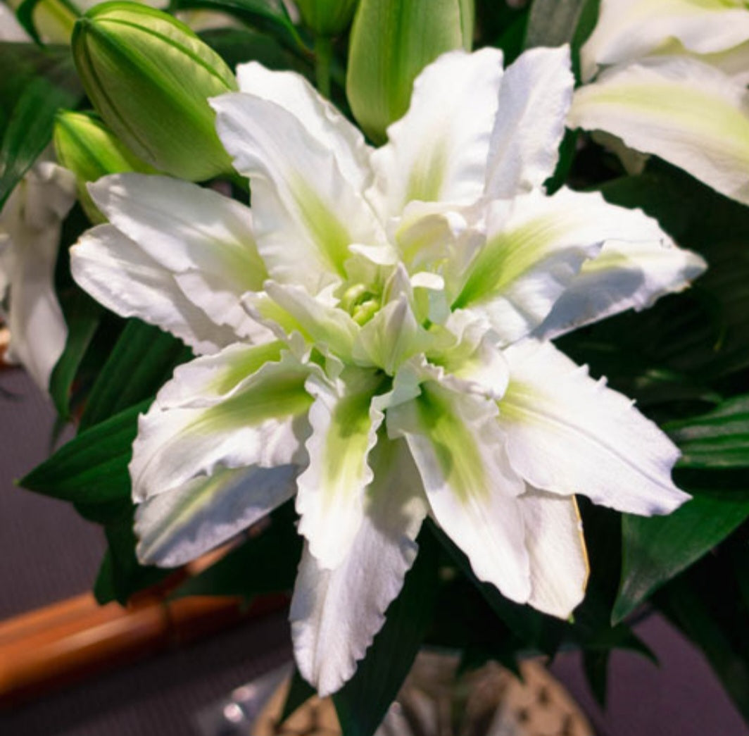 Roselily Aisha Oriental Lily – Blooming Patches Farm