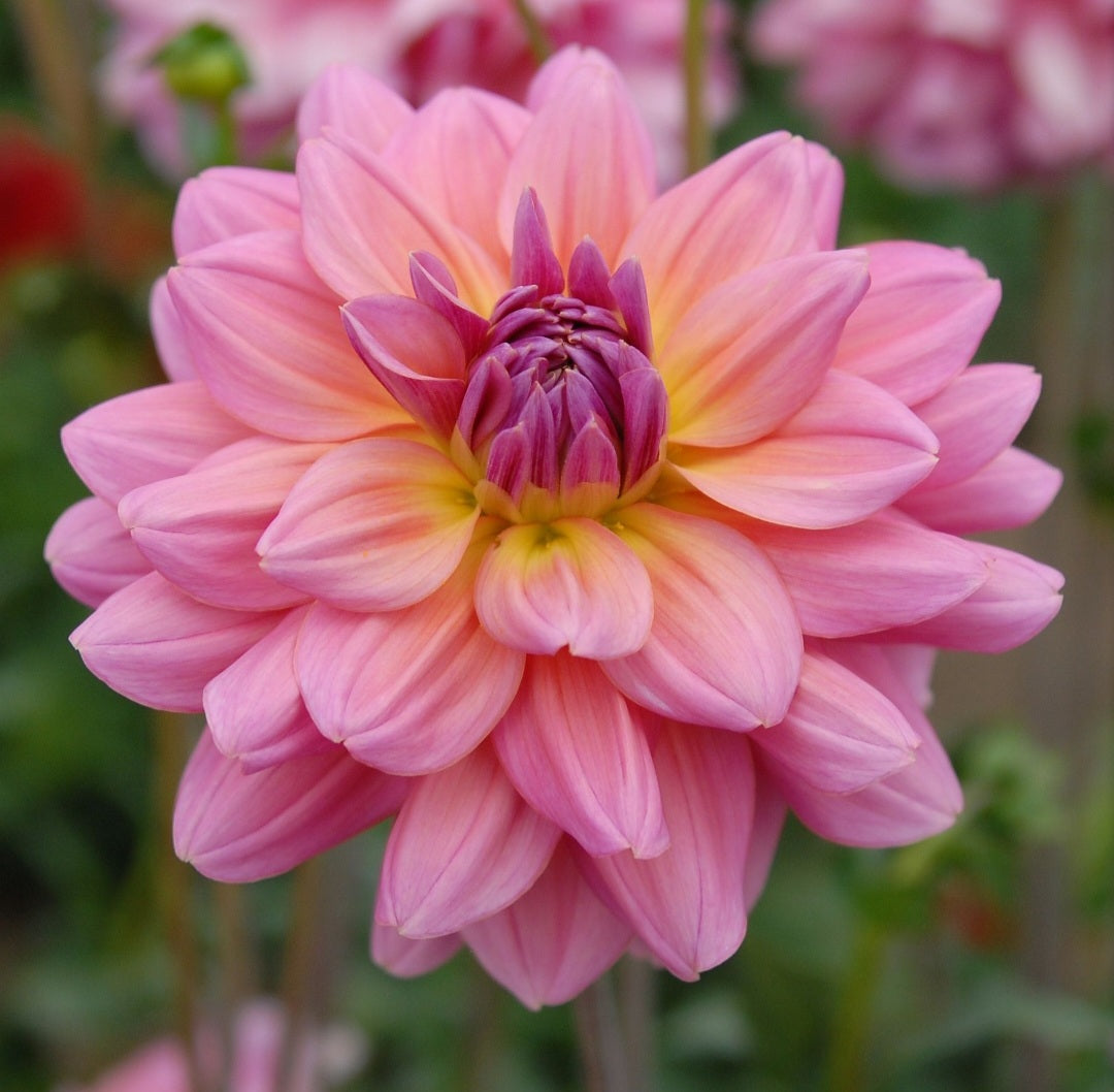 Blooming Patches Farm
