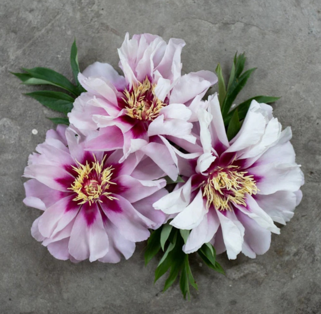 Peony Itoh Cora Louise – Blooming Patches Farm