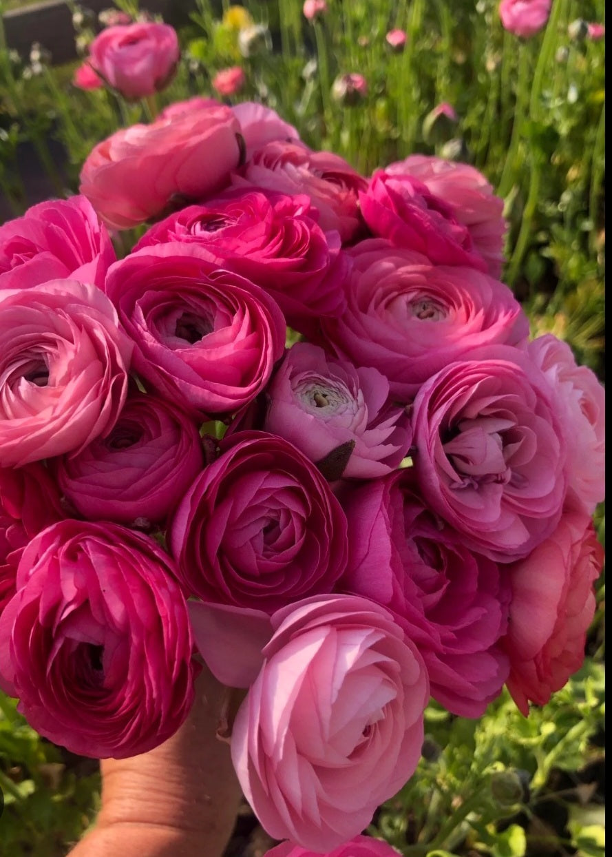 Tecolote Rose Ranunculus Corms – Blooming Patches Farm