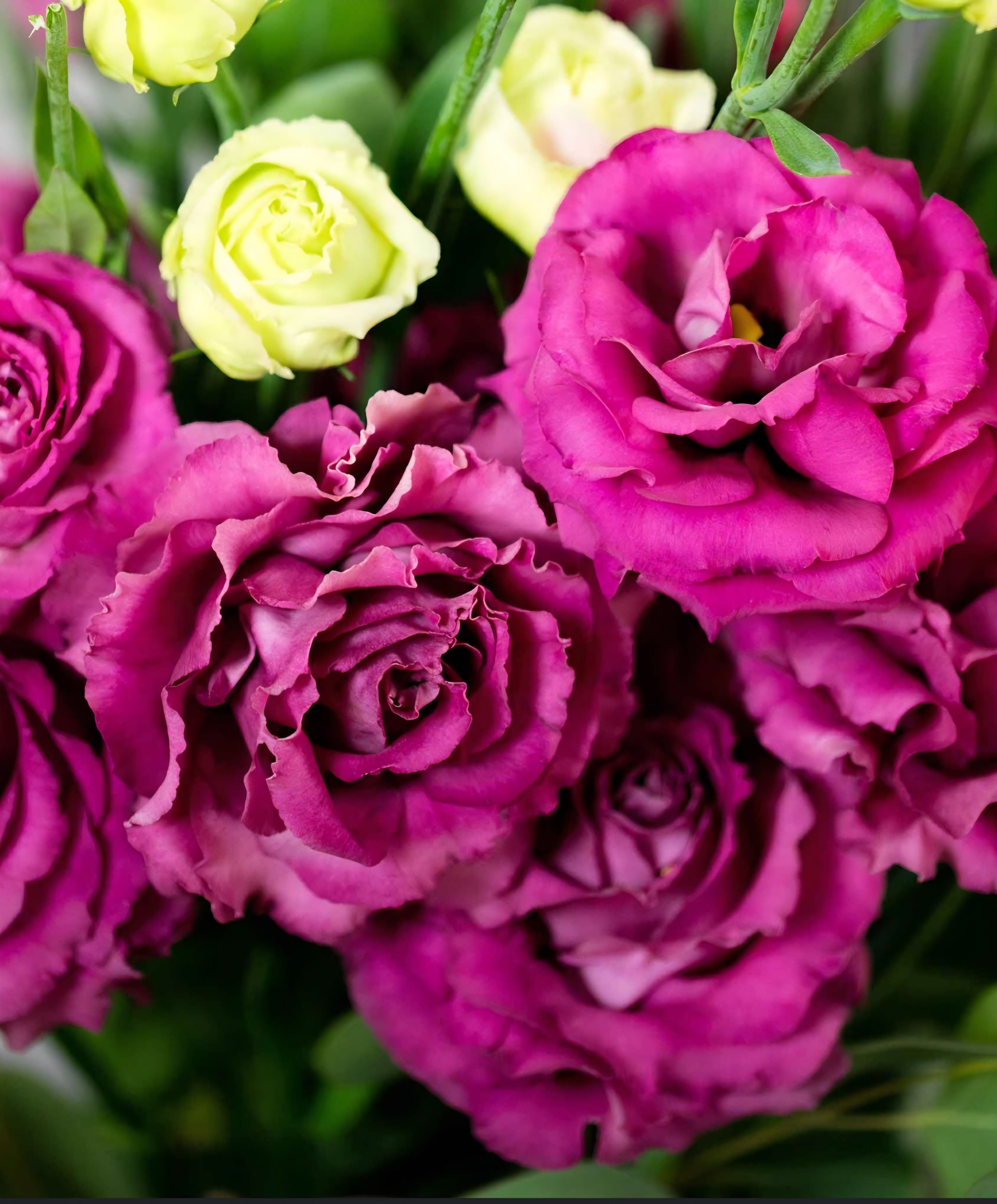 Lisianthus Voyage Deep Rose Plugs – Blooming Patches Farm