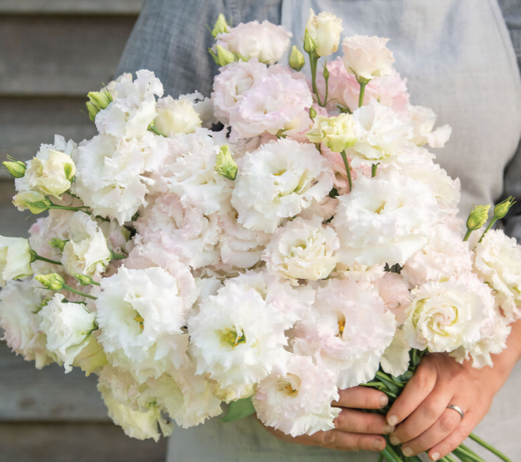 Lisianthus – Blooming Patches Farm