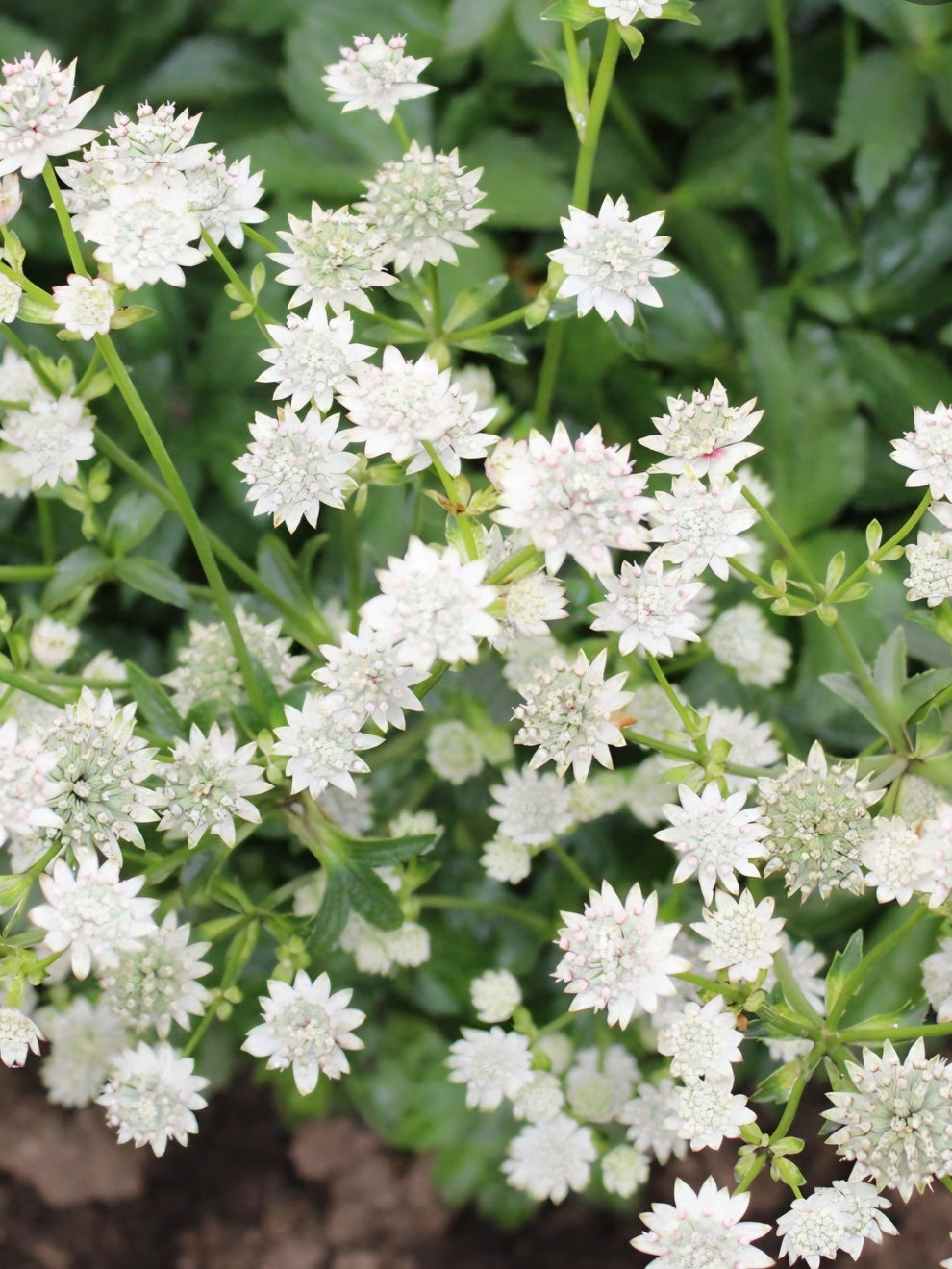 Astrantia Major Star of Billions Roots – Blooming Patches Farm