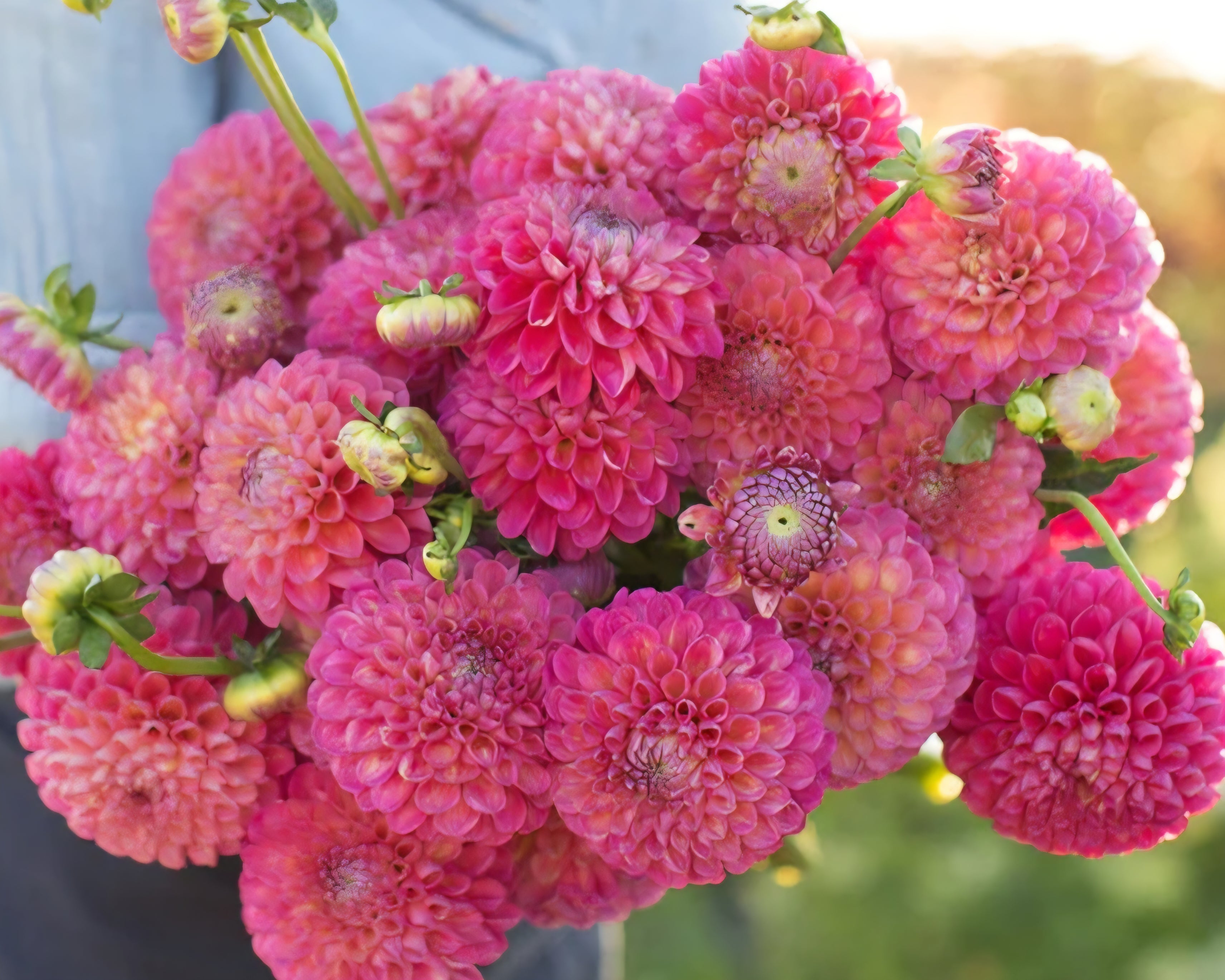 Jowey Frambo Tuber – Blooming Patches Farm
