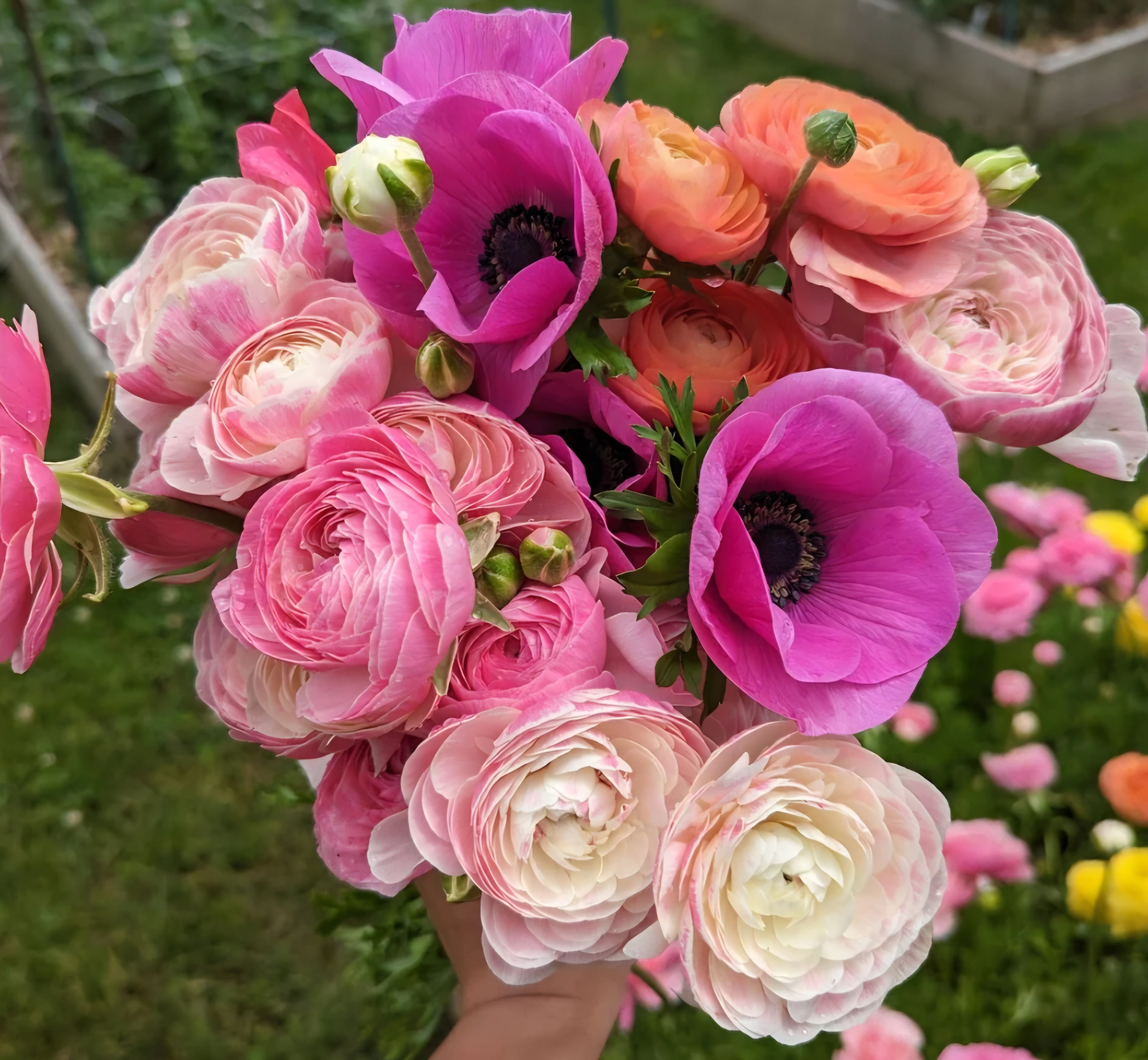 Spring Shipped Ranunculus Blend Bouquet – Blooming Patches Farm