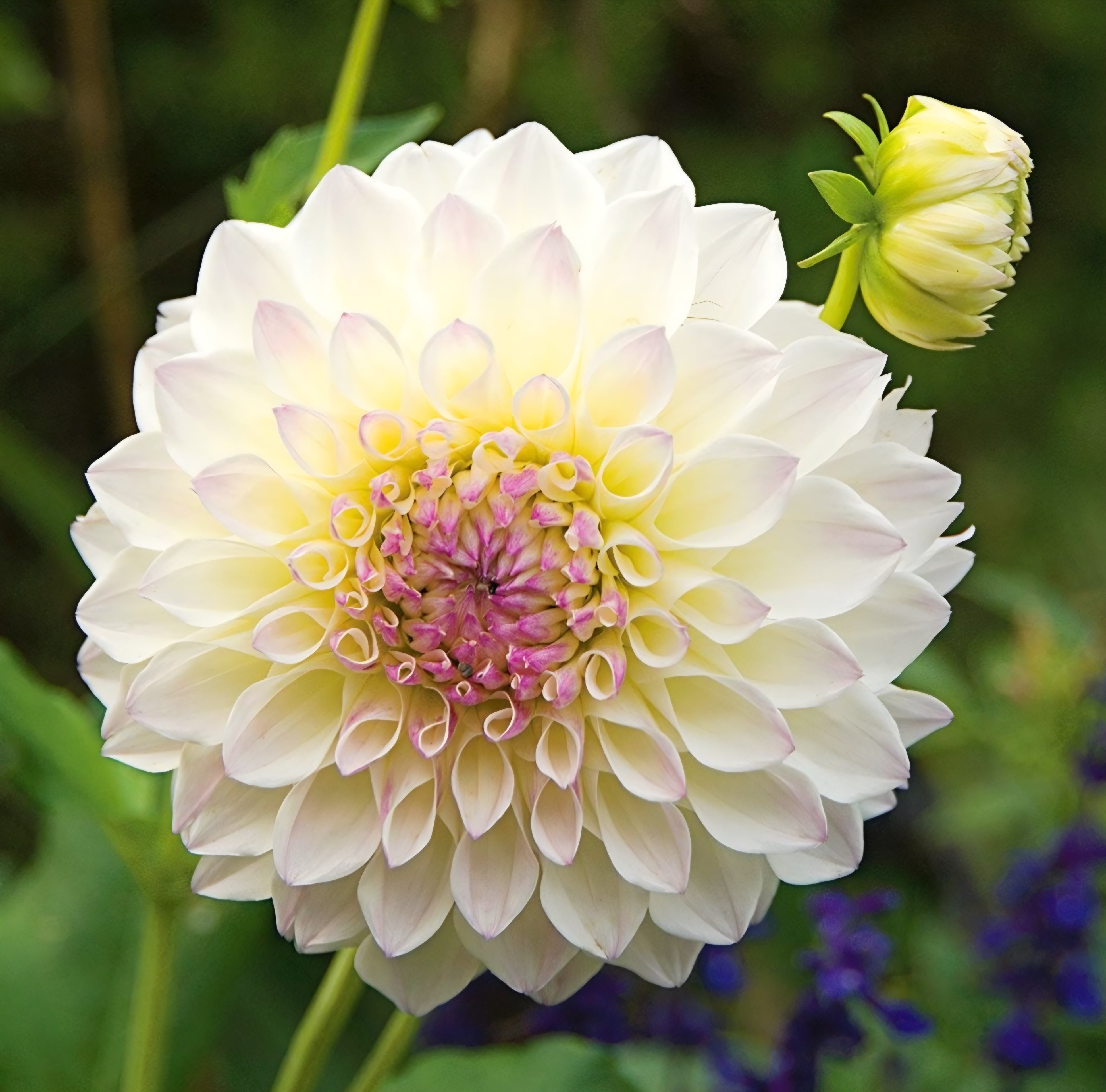 Evelyn Dahlia Tuber – Blooming Patches Farm