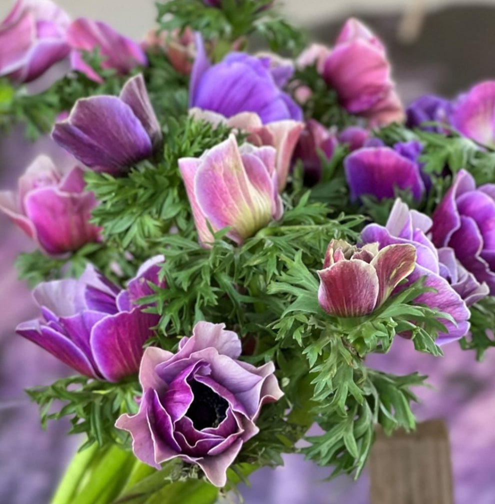 Anemone Mistral Rarity Mix (10) – Blooming Patches Farm