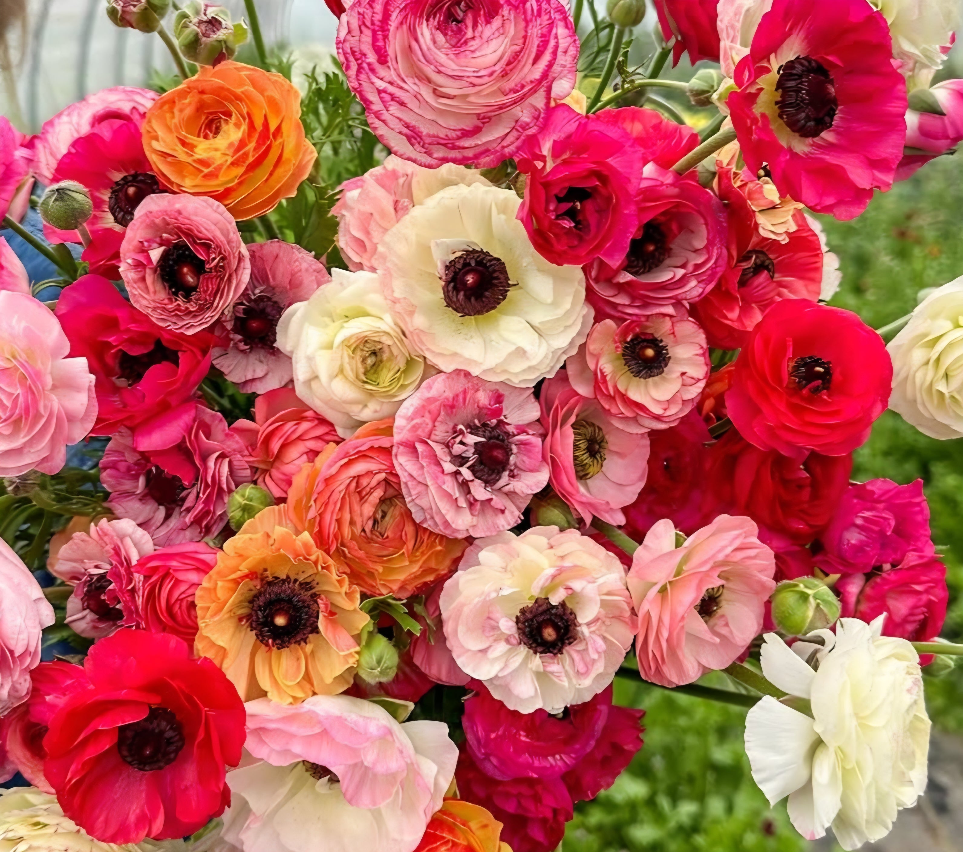 Blooming Patches Farm