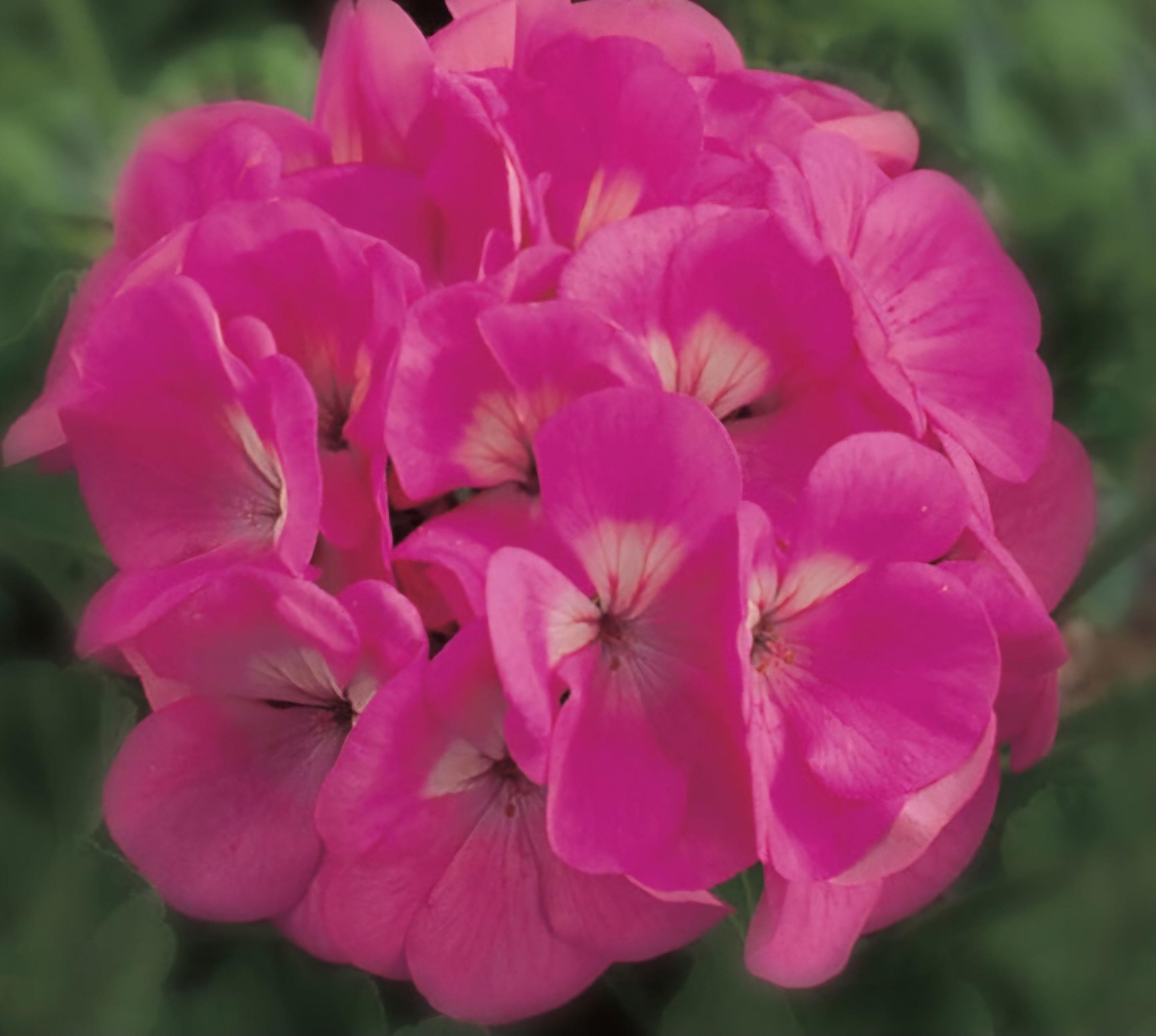 Maverick Pink Geranium – Blooming Patches Farm