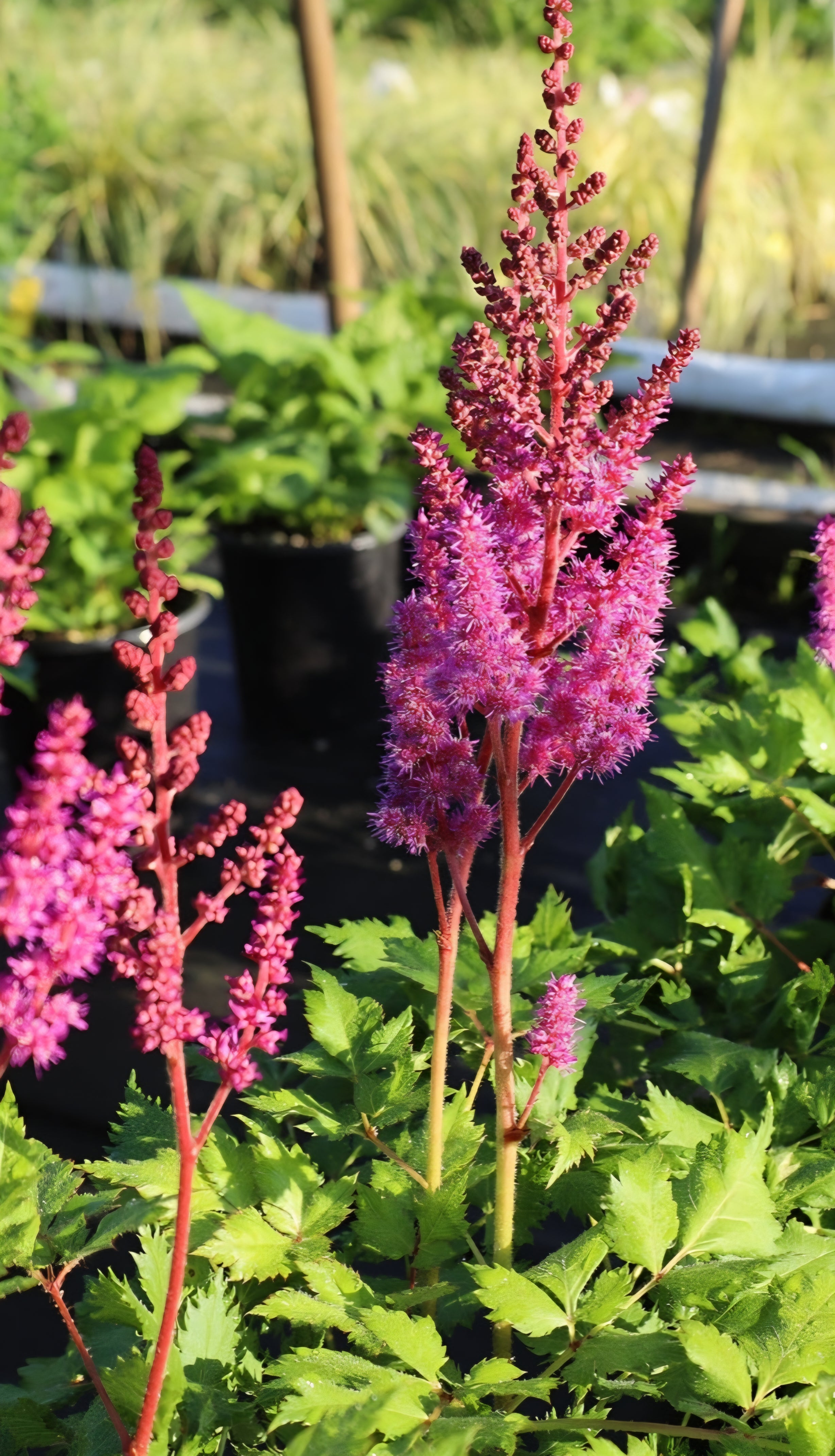 Astilbe Chinensis Visions In Red Roots (2) – Blooming Patches Farm