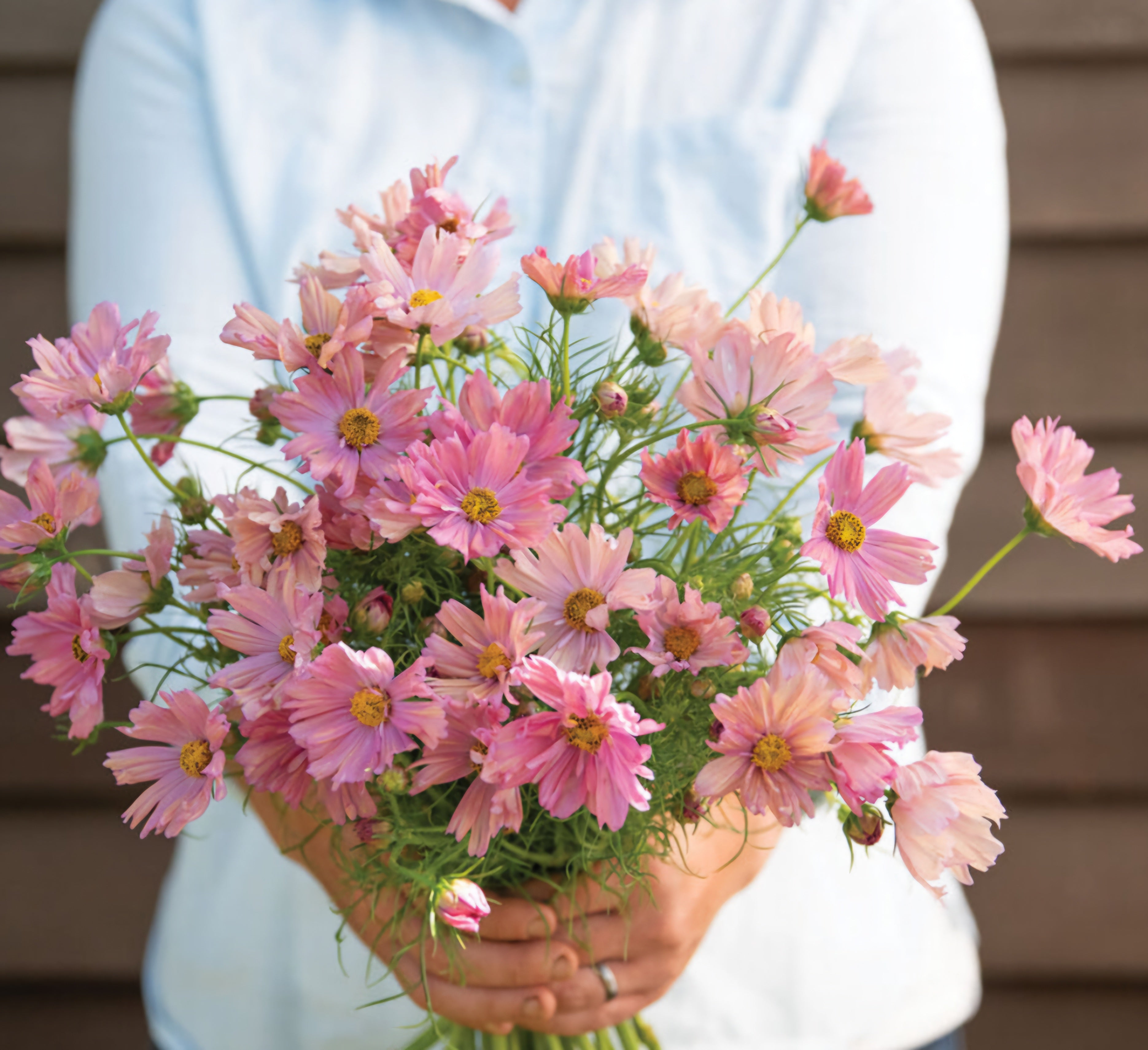 Apricotta Cosmos Plugs (4) – Blooming Patches Farm