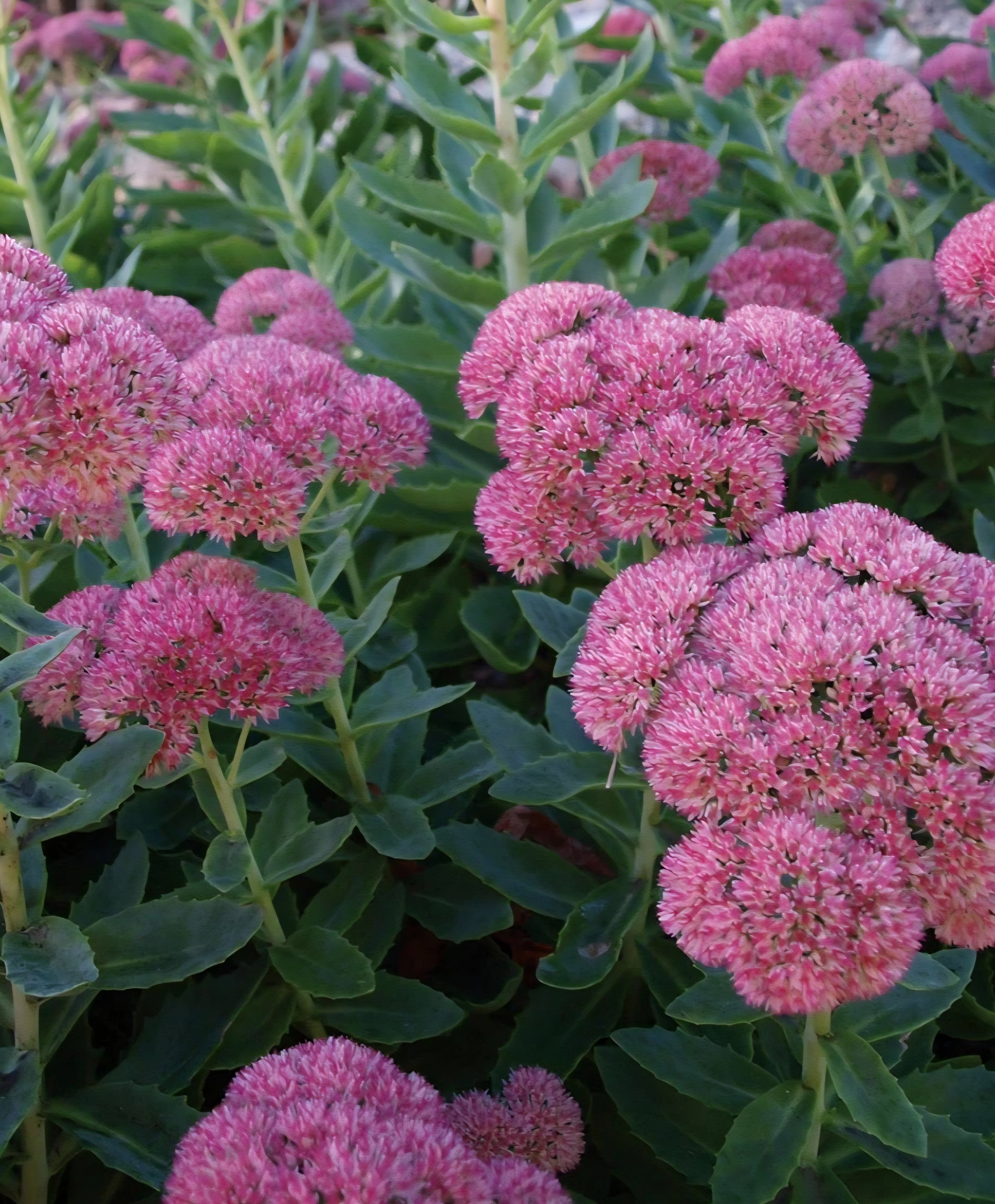 Sedum Autumn Joy Plug Young Plants (2) – Blooming Patches Farm