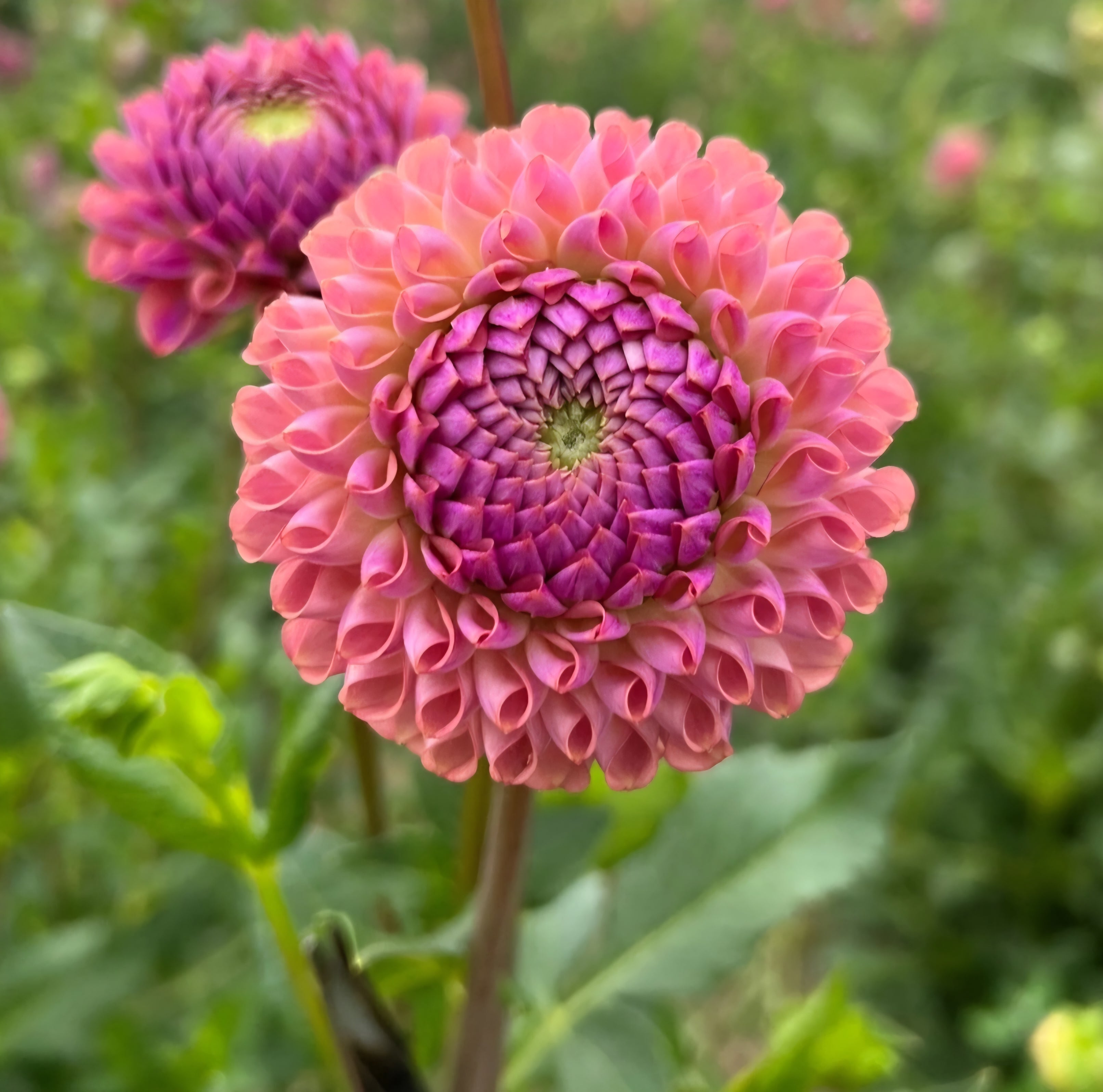Caitlin's Joy Dahlia Cutting – Blooming Patches Farm
