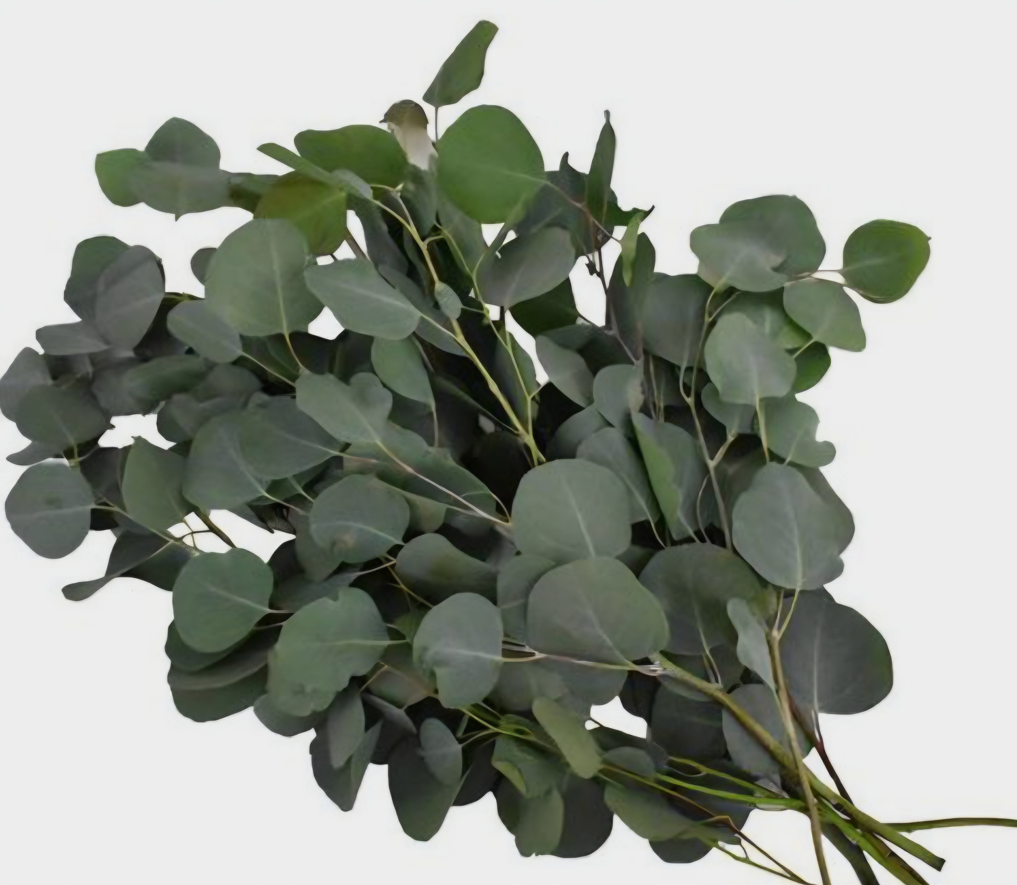 Eucalyptus Silver Dollar Plugs – Blooming Patches Farm