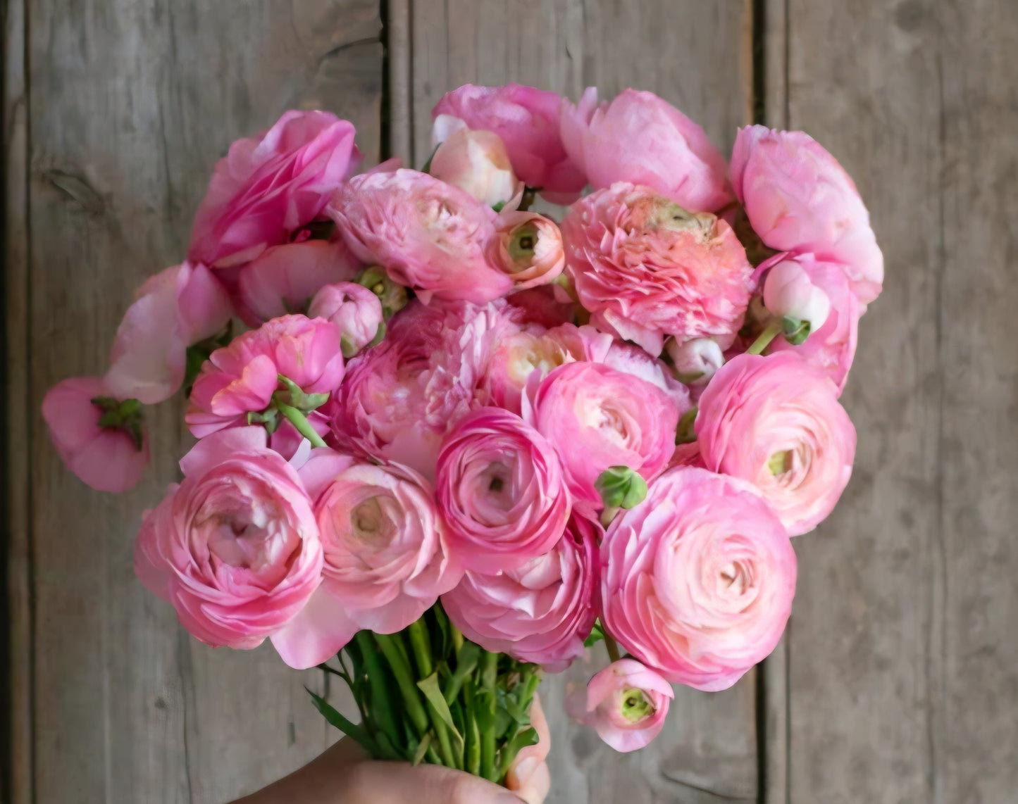 Spring Shipped Ranunculus Blend Bouquet – Blooming Patches Farm