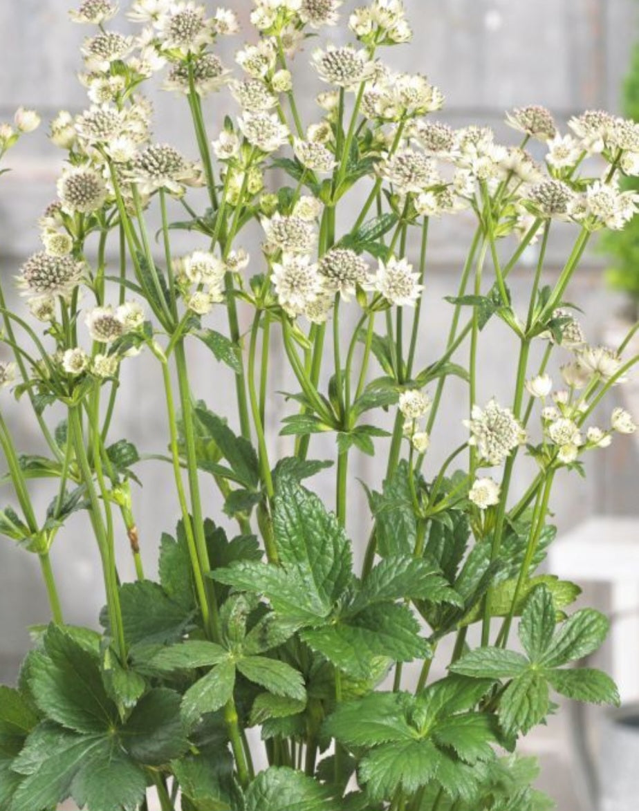 Astrantia Major Star of Billions Roots – Blooming Patches Farm