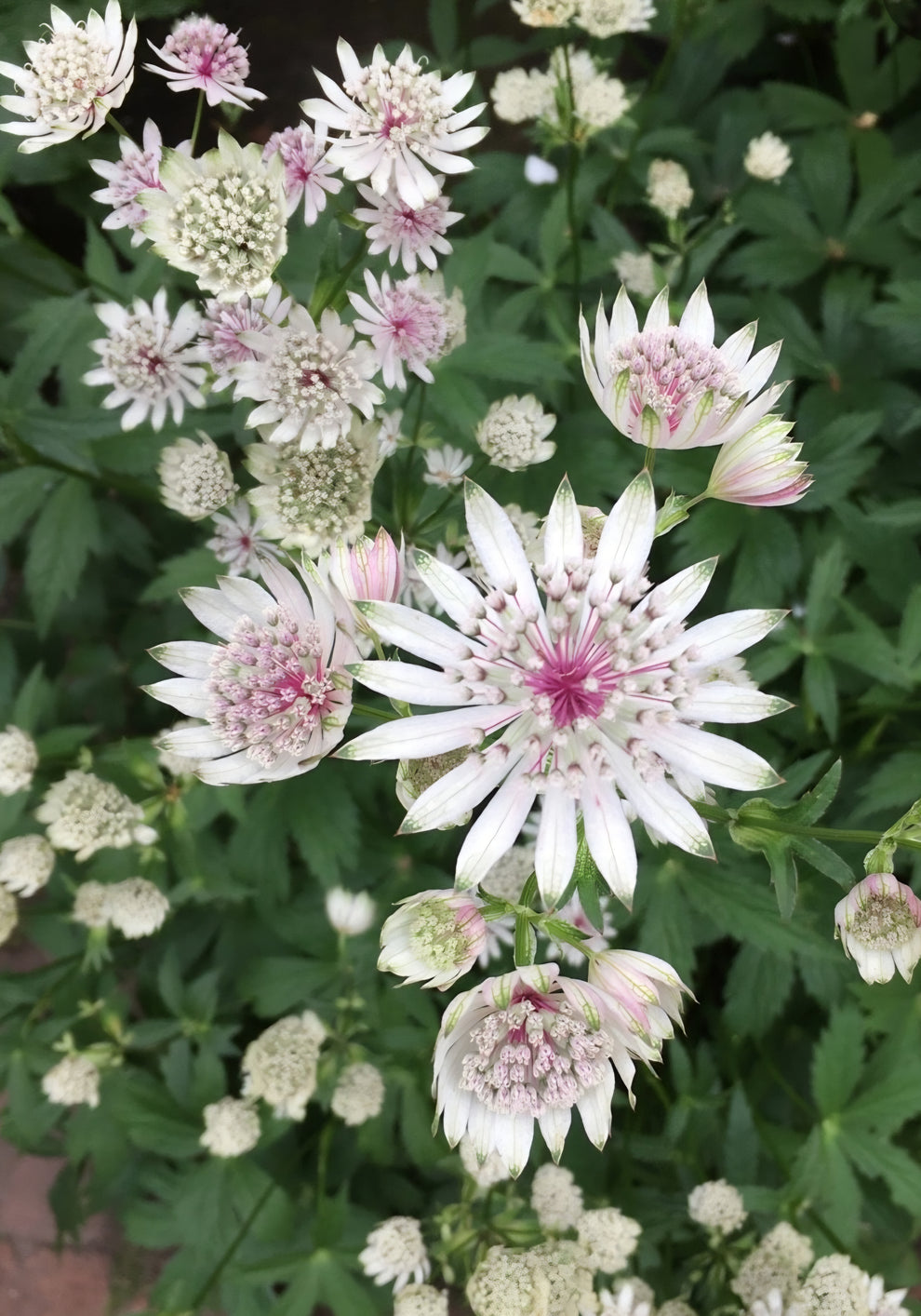 Astrantia Major Star of Billions Roots – Blooming Patches Farm