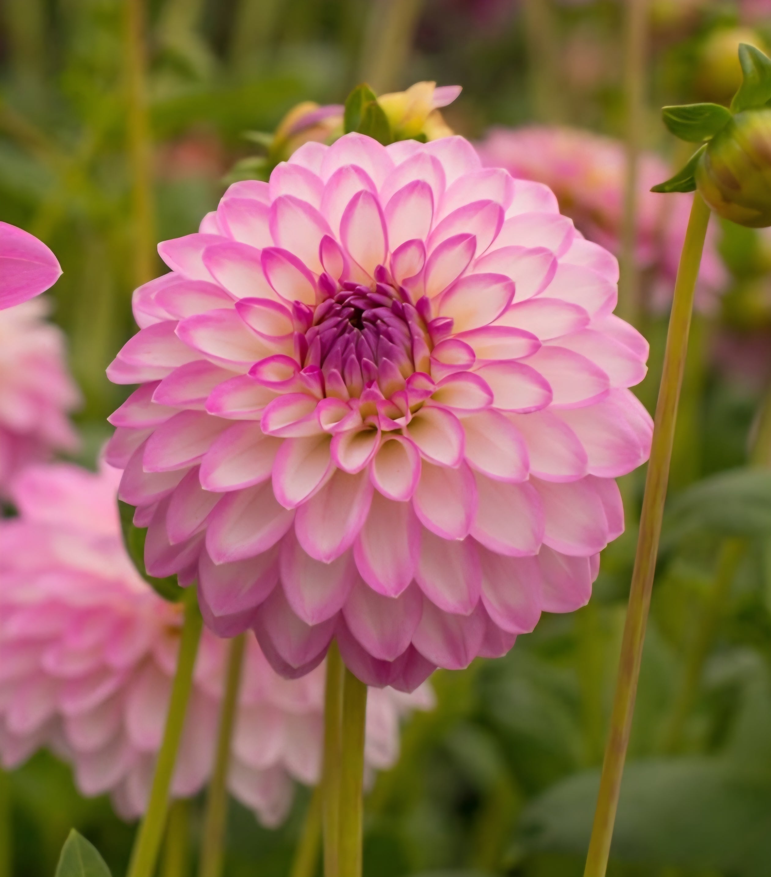 Arbatrax Dahlia Cutting – Blooming Patches Farm