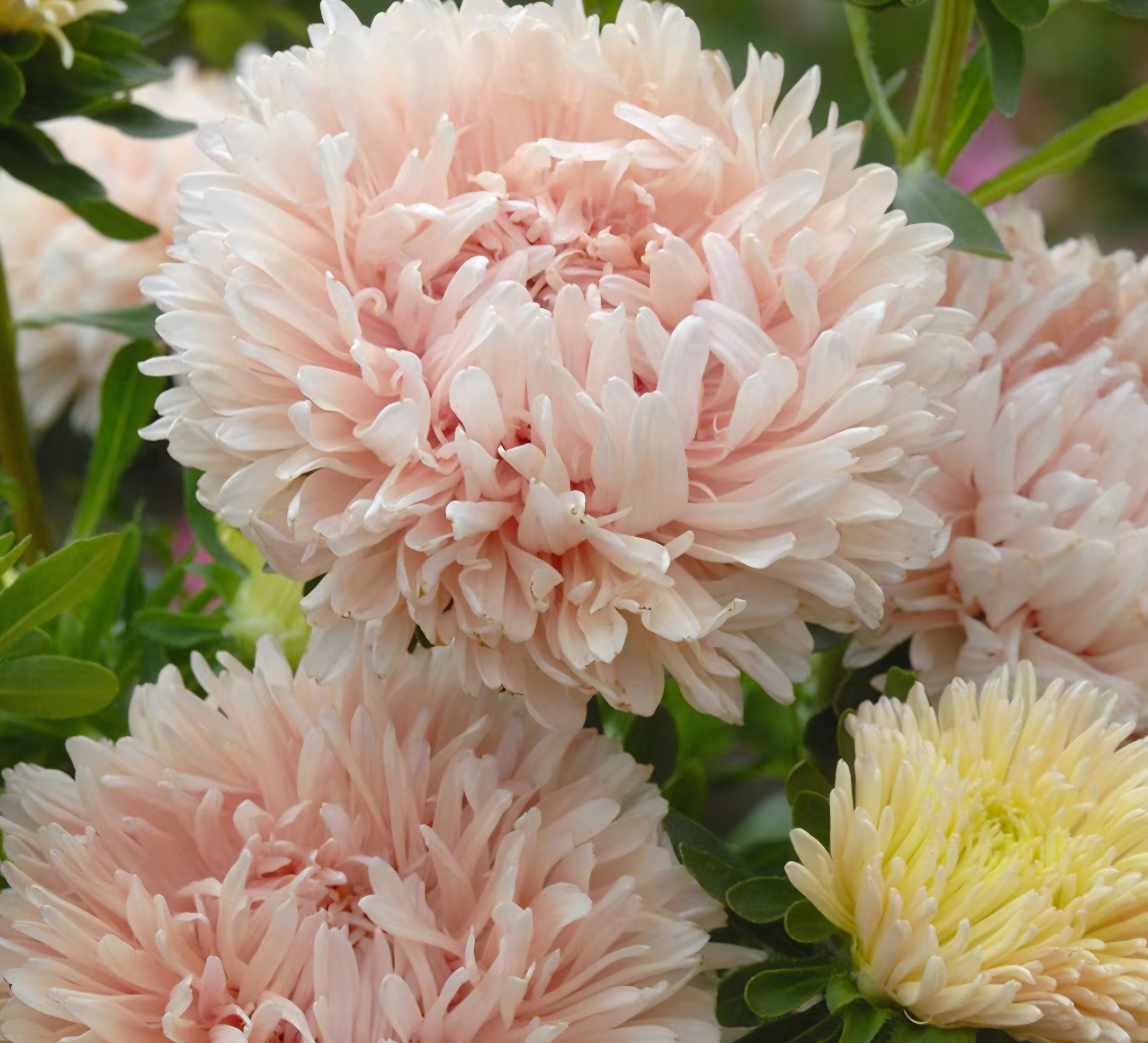 King Apricot Aster Plugs – Blooming Patches Farm