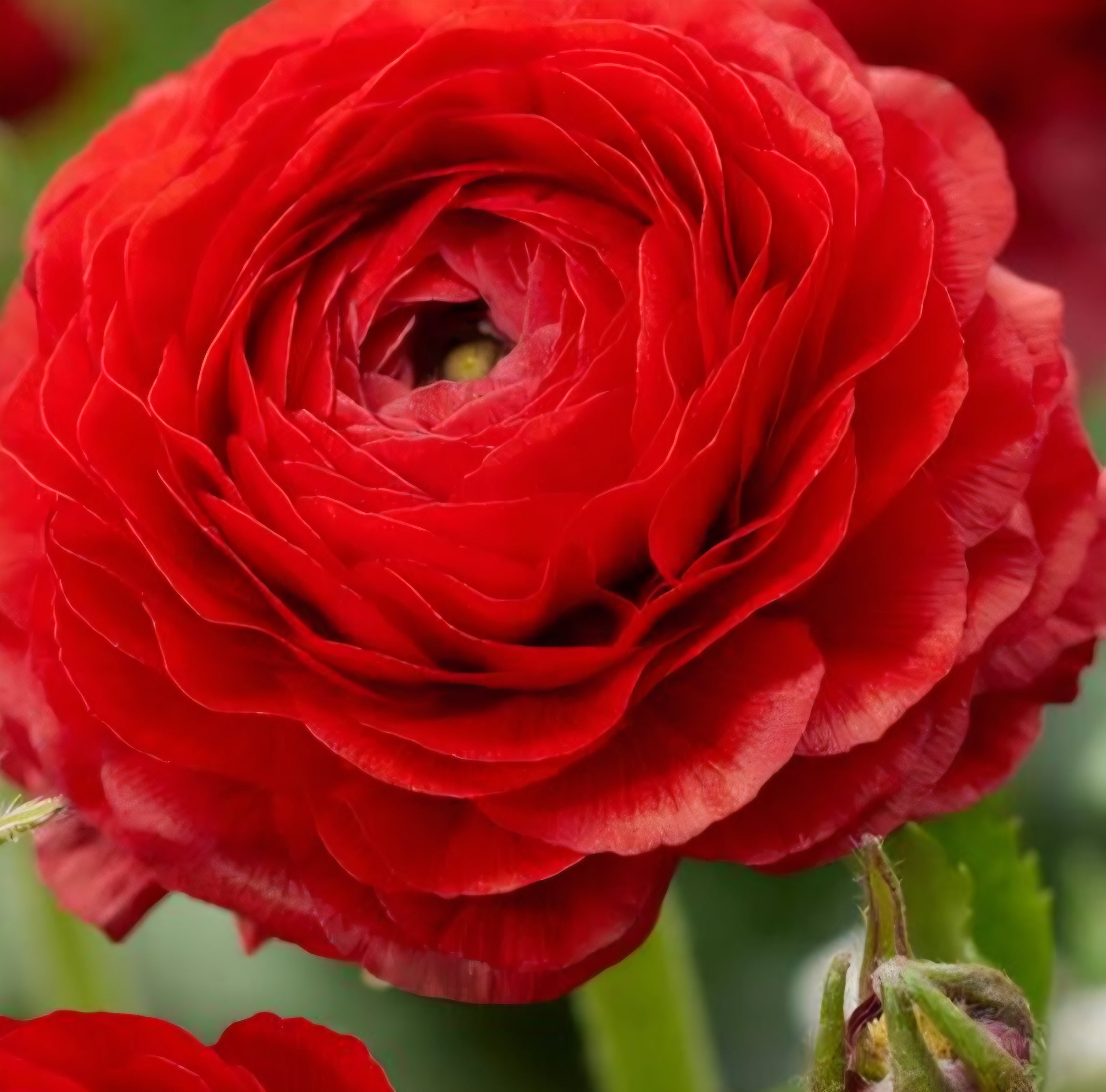 Aviv Red Ranunculus Corms – Blooming Patches Farm